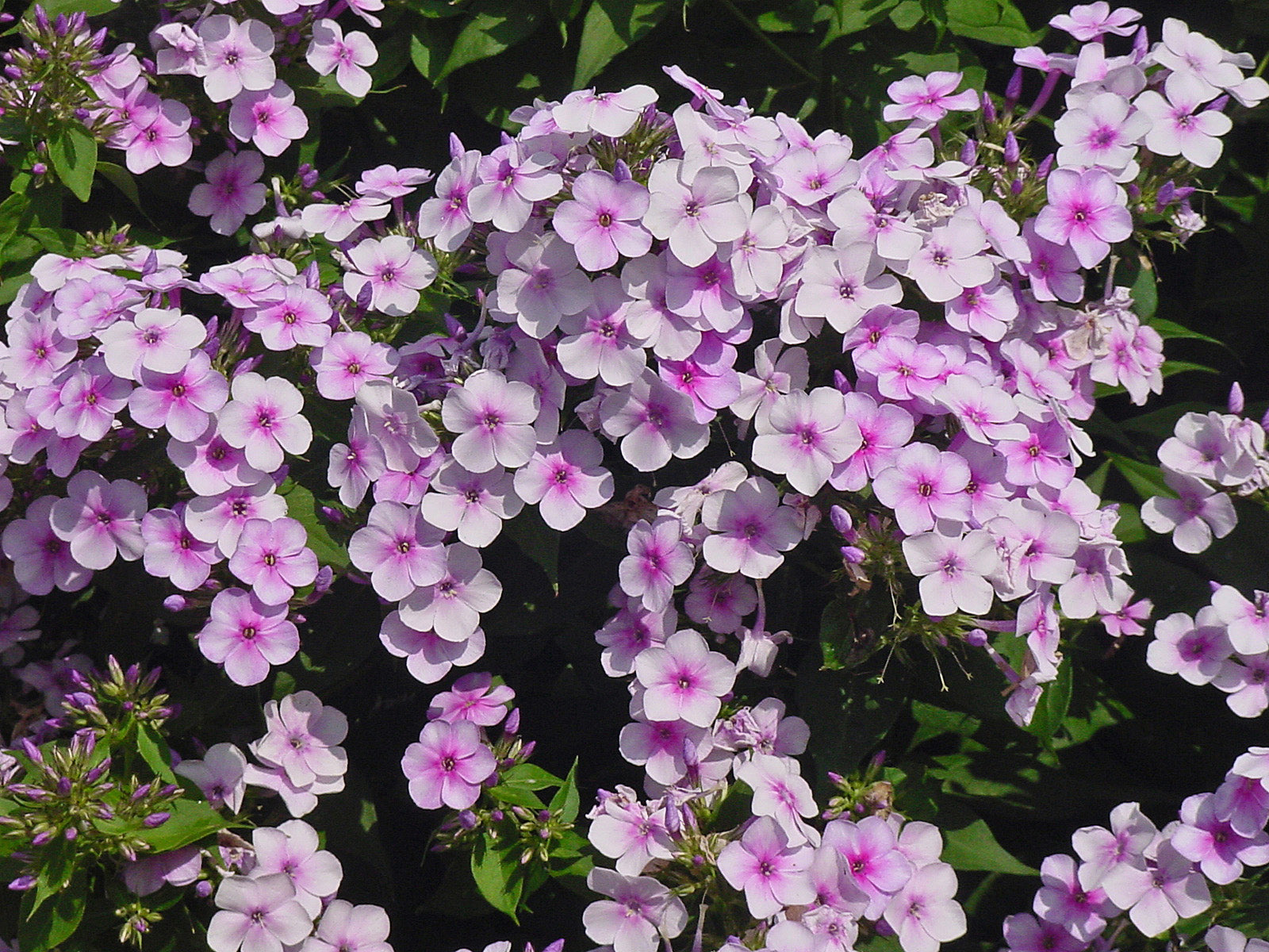 Garden Phlox 'John Fanick' – Native Gardeners
