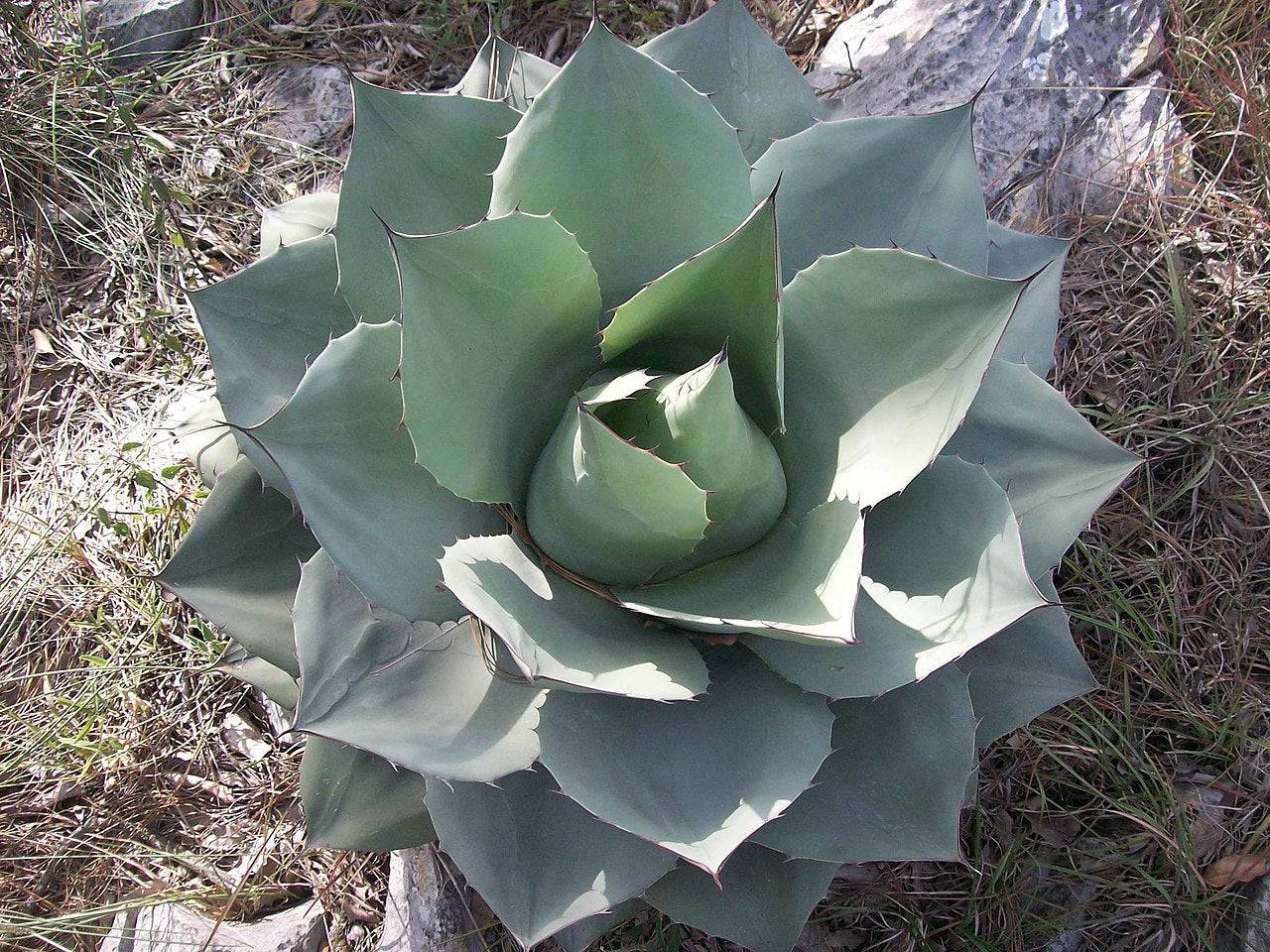 Whale's Tongue Agave – Native Gardeners