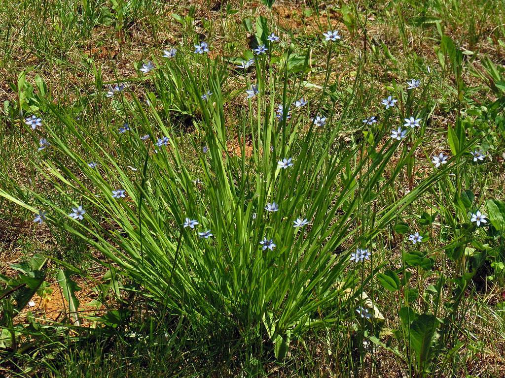 Blue Eyed Grass 'Moody Blues' – Native Gardeners