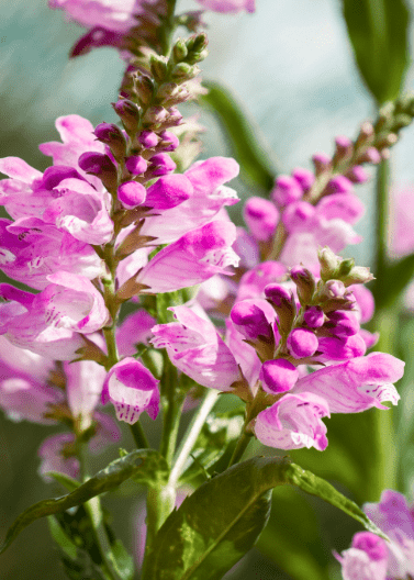 Fall Obedient Plant – Native Gardeners