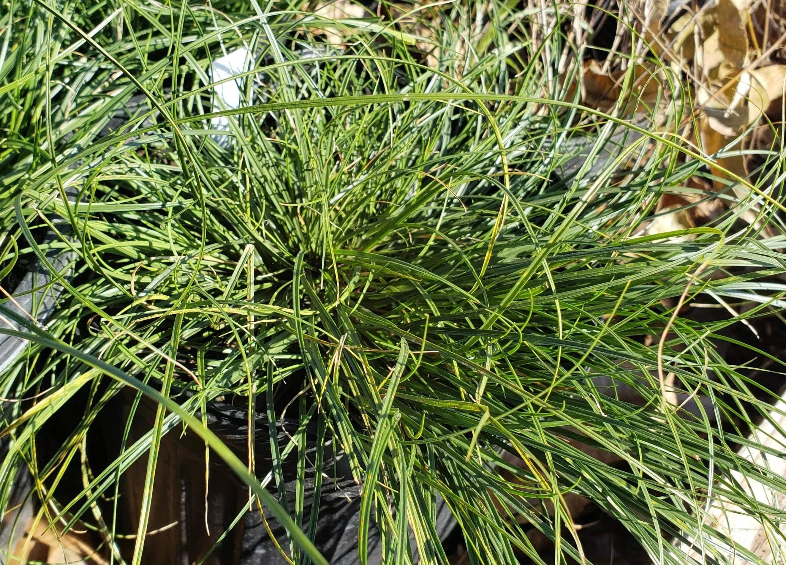 Texas Sedge – Native Gardeners