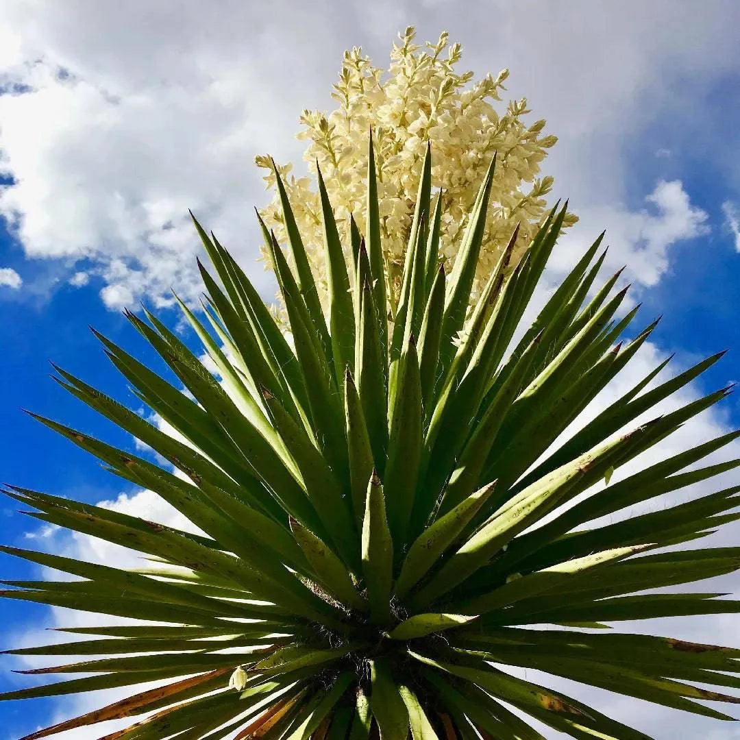 Yucca 'Faxon' – Native Gardeners