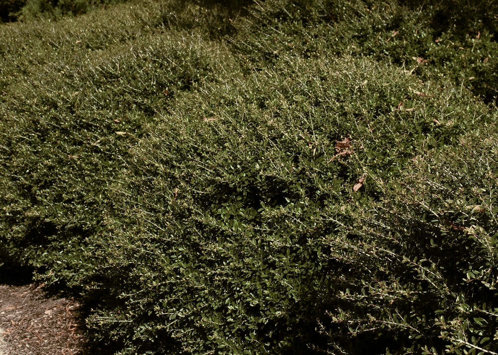 Yaupon Holly 'Dwarf' – Native Gardeners