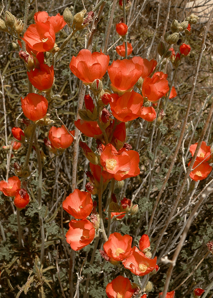 Apricot Desert Mallow – Native Gardeners