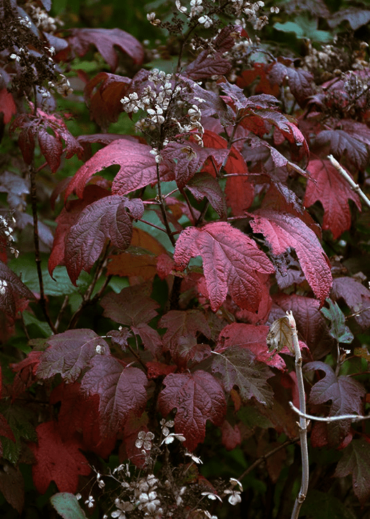 Oakleaf Hydrangea 'Alice' | Native Gardeners