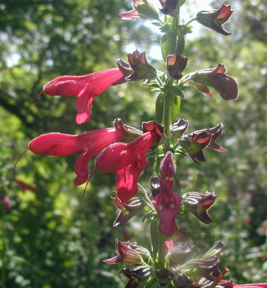 Big Red Sage – Native Gardeners
