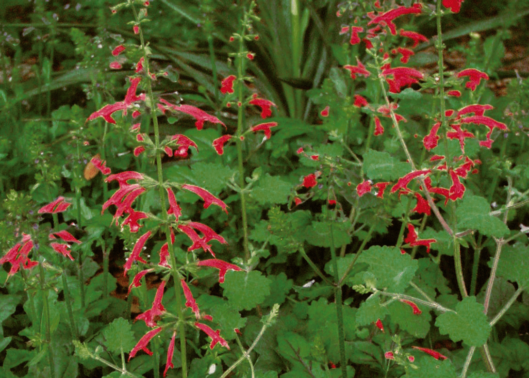 Salvia 'Cedar Sage' – Native Gardeners