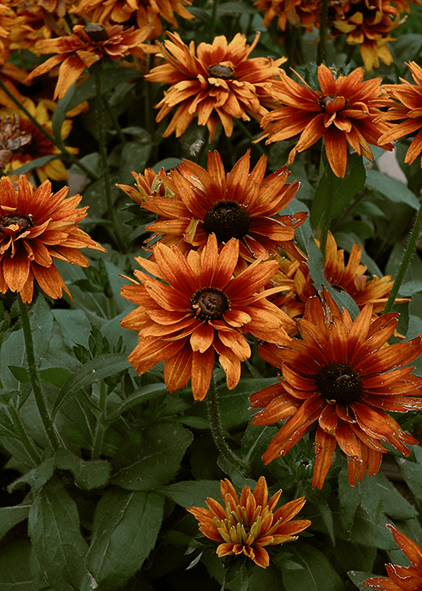 Rudbeckia ‘Cherokee sunset’ – Native Gardeners