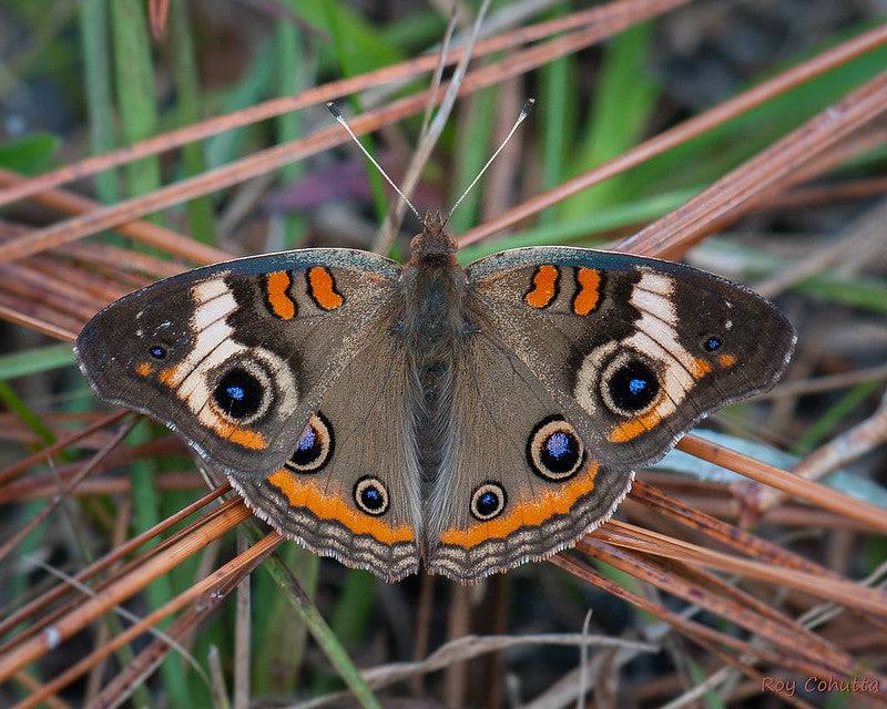 Snapdragon Vine – Native Gardeners