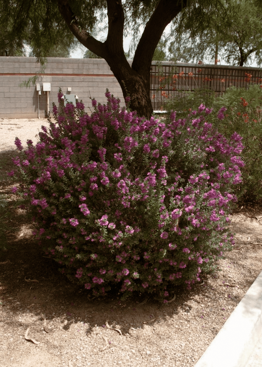 Compact Texas Sage – Native Gardeners