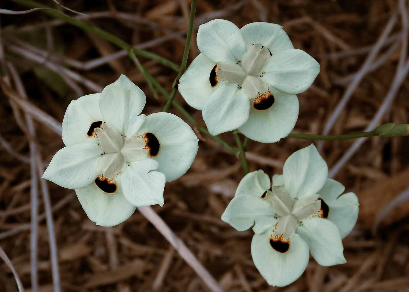 bicolor iris shade
