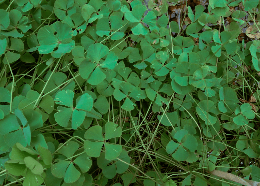Clover Fern – Native Gardeners