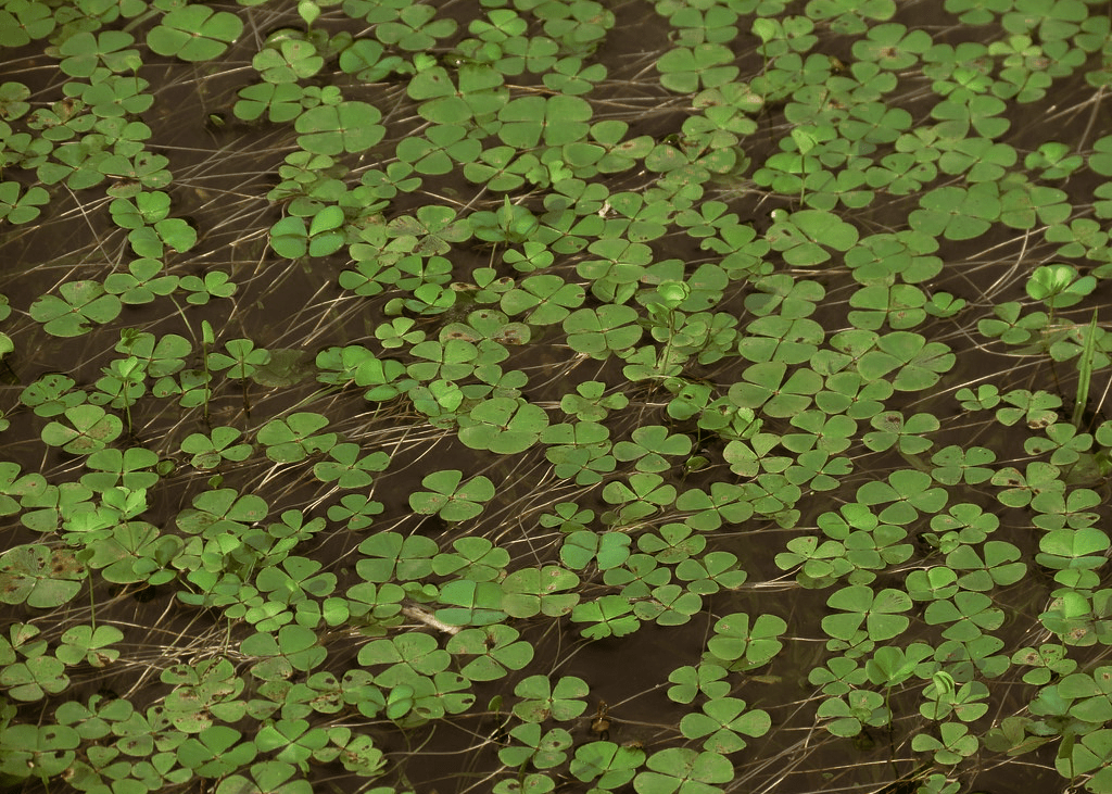 Clover Fern – Native Gardeners