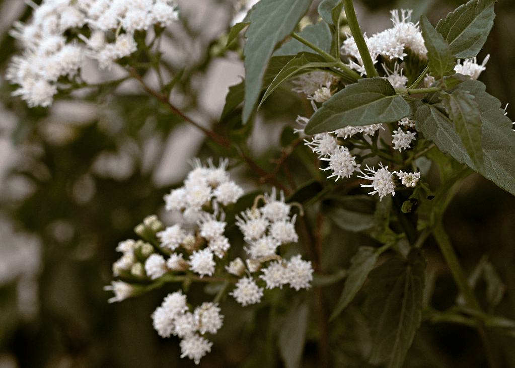 Fragrant Mistflower – Native Gardeners