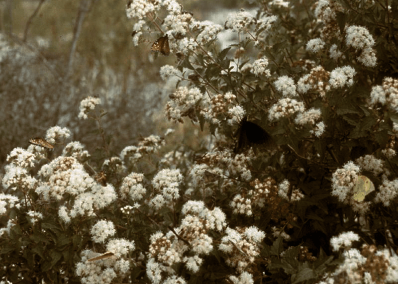 Fragrant Mistflower – Native Gardeners