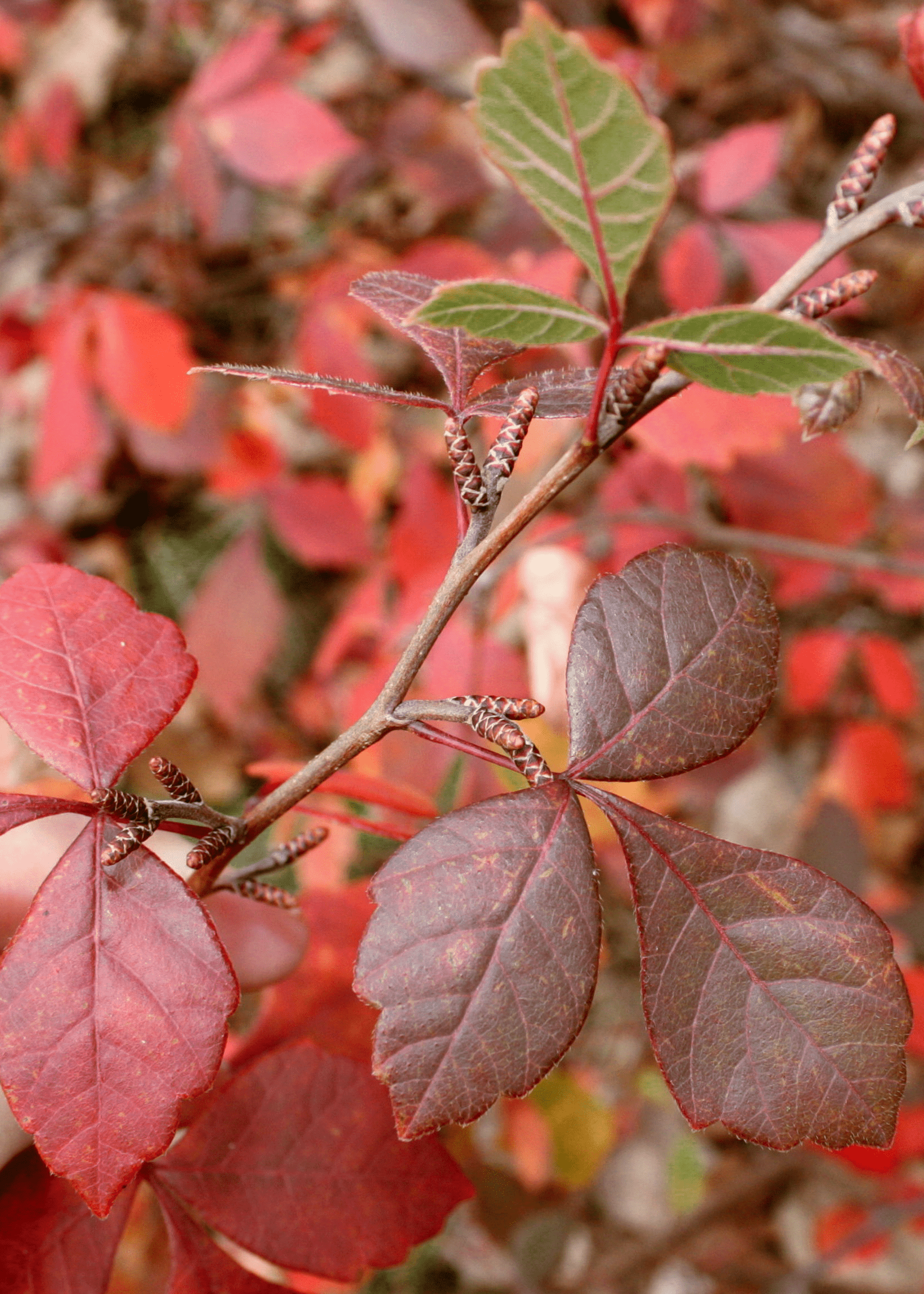 Fragrant Sumac – Native Gardeners