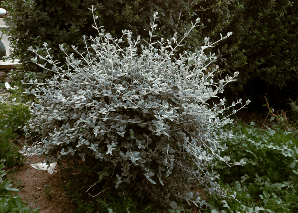 Silver Bush Germander | Native Gardeners