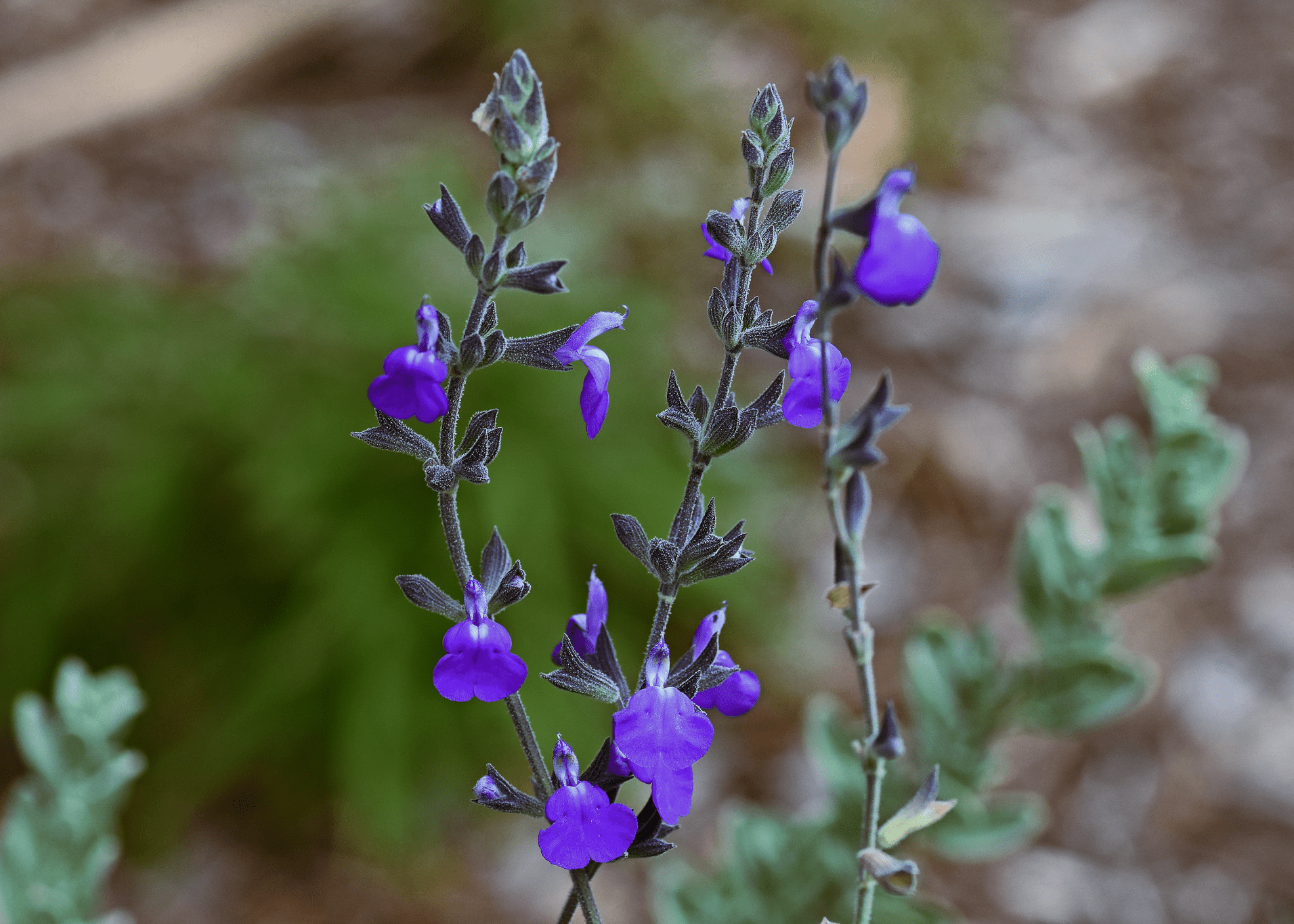 Gray Shrub Sage – Native Gardeners