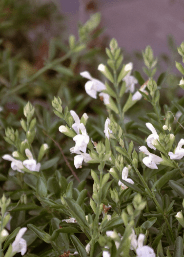 Salvia greggii 'White' – Native Gardeners