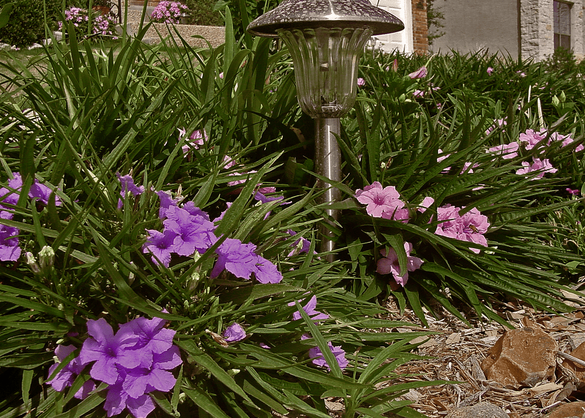 Katie's Dwarf Ruellia - Purple – Native Gardeners