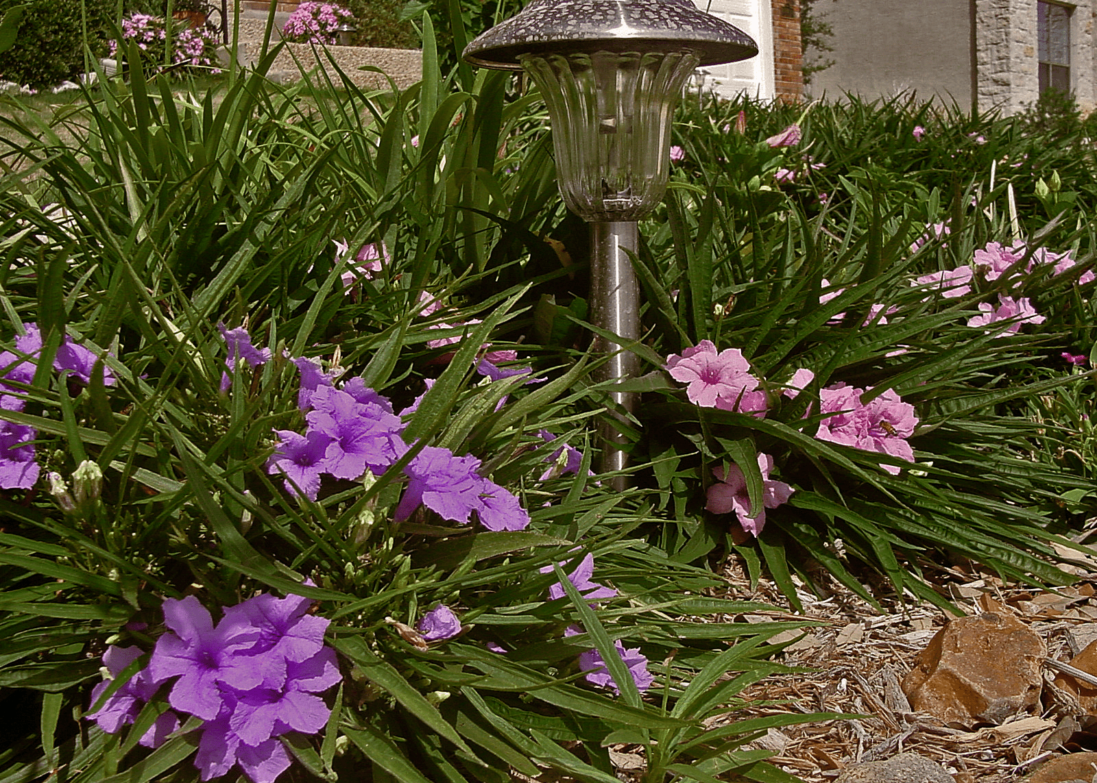 Katie's Dwarf Ruellia - Purple – Native Gardeners