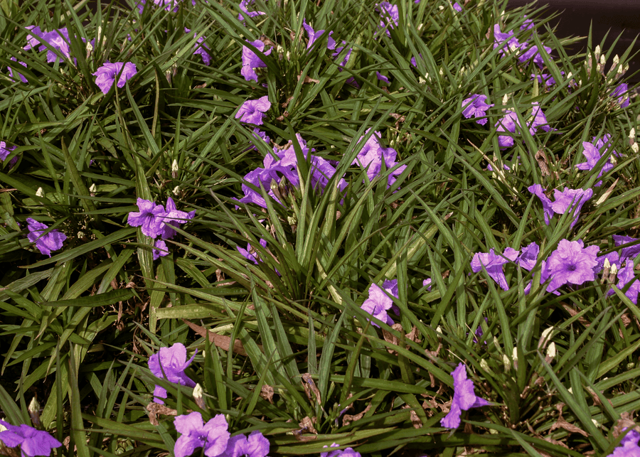 Katie's Dwarf Ruellia - Purple – Native Gardeners