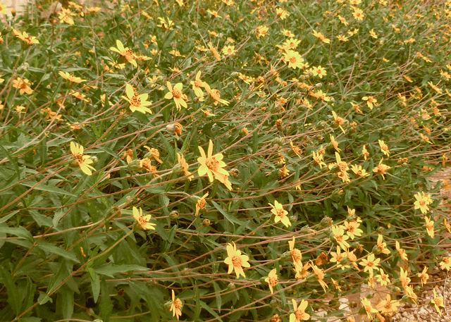 Zexmenia – Native Gardeners