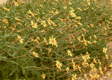 Zexmenia – Native Gardeners