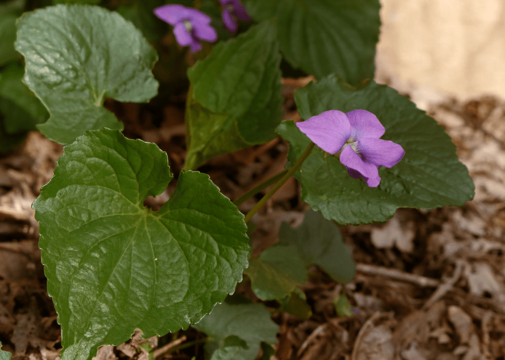 Missouri Violet | Native Gardeners