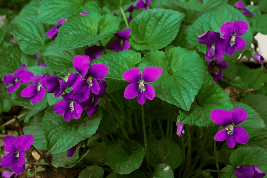 Missouri Violet – Native Gardeners