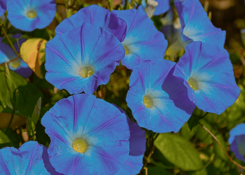 Morning Glory 'Perennial' – Native Gardeners