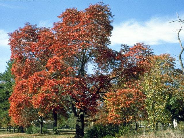 Bigtooth Maple – Native Gardeners