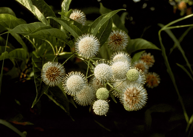 Buttonbush – Native Gardeners