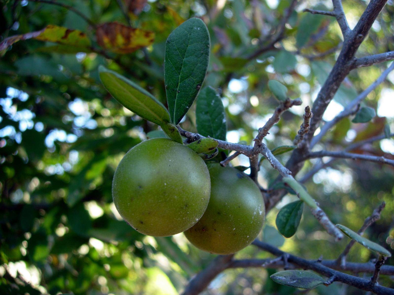 Texas Persimmon – Native Gardeners
