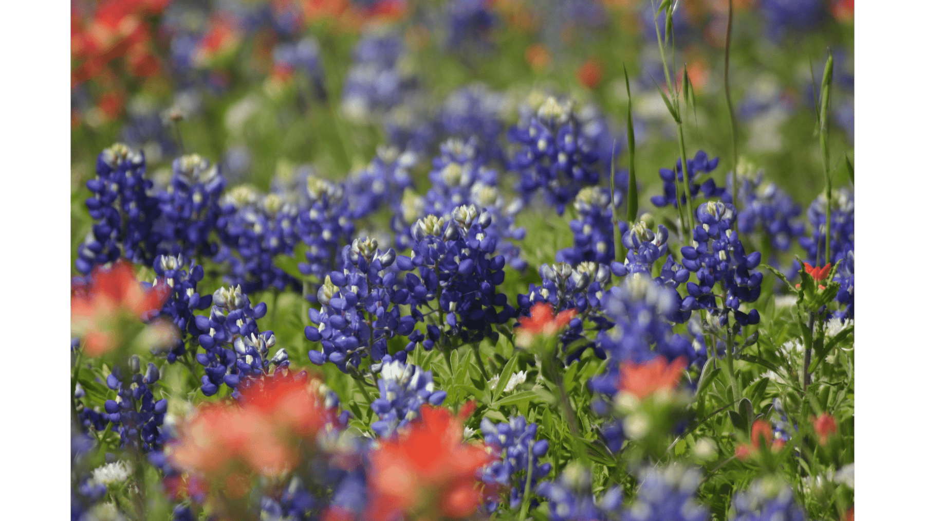 Texas Bluebonnet – Native Gardeners