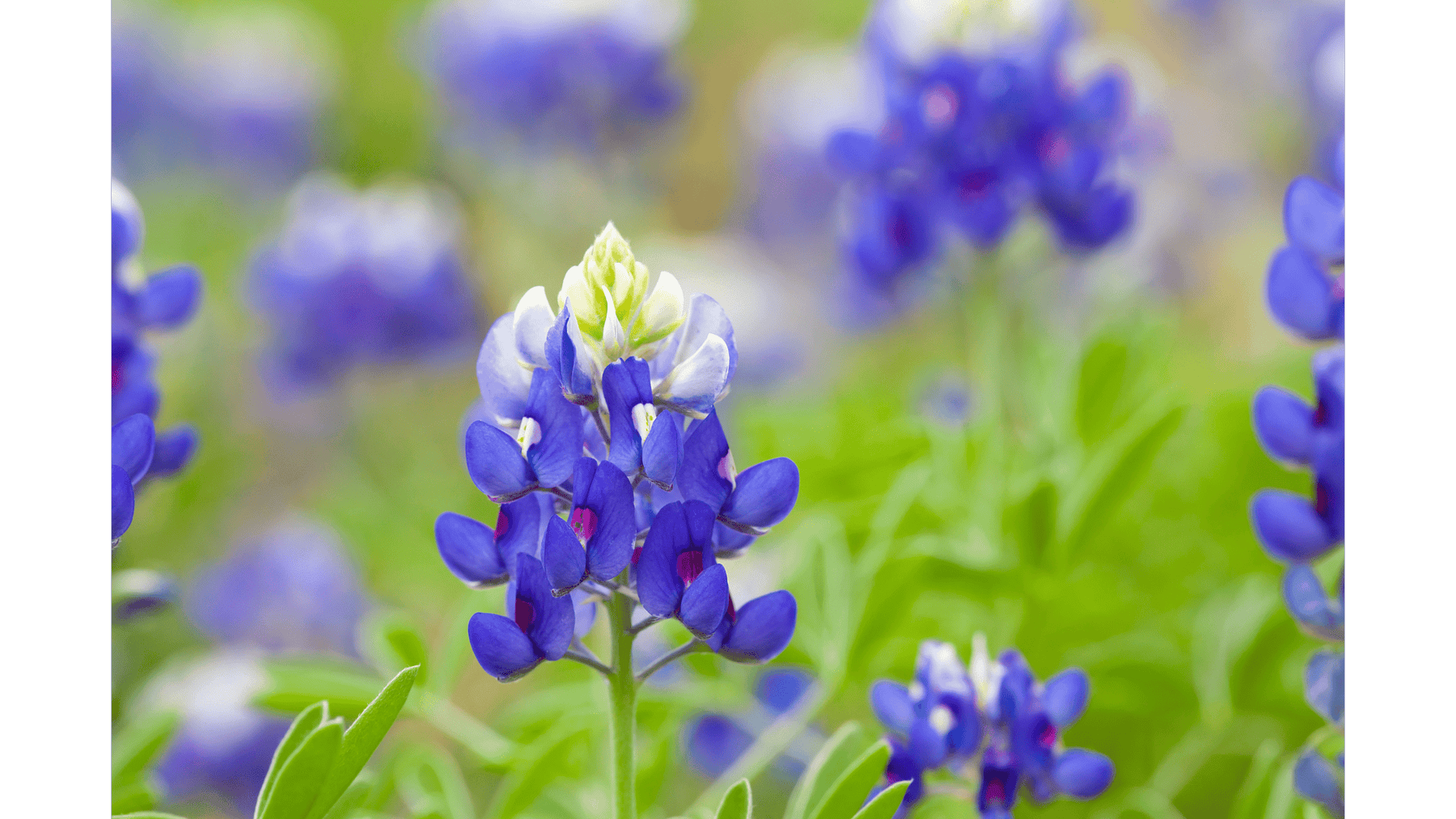 Texas Bluebonnet – Native Gardeners