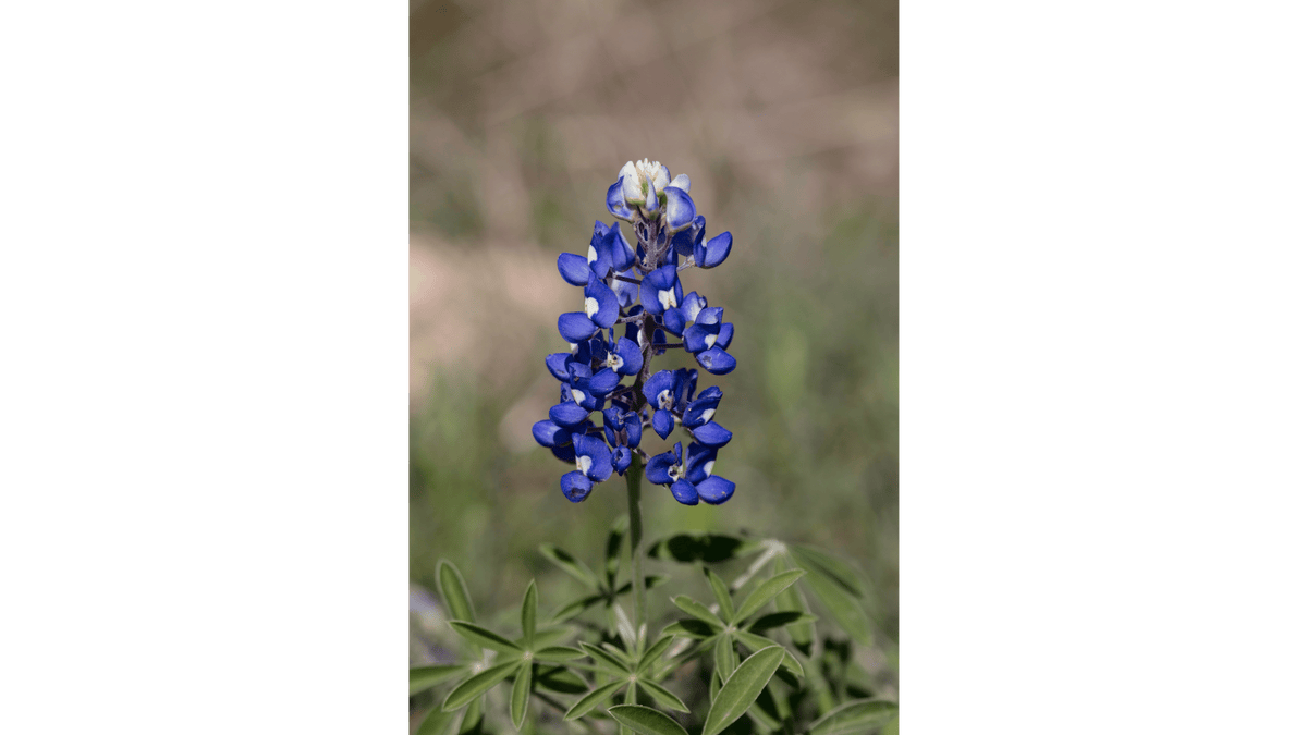 Texas Bluebonnets – Native Gardeners