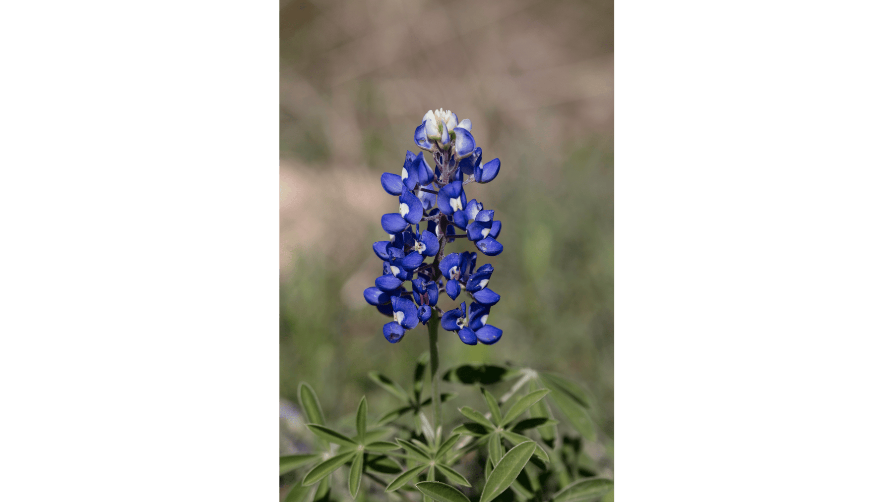 bluebonnet overlay