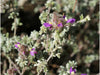 Home products Dalea greggii 'Trailing Indigo'