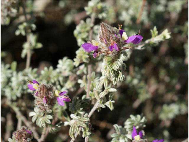 Dalea greggii 'Trailing Indigo' – Native Gardeners