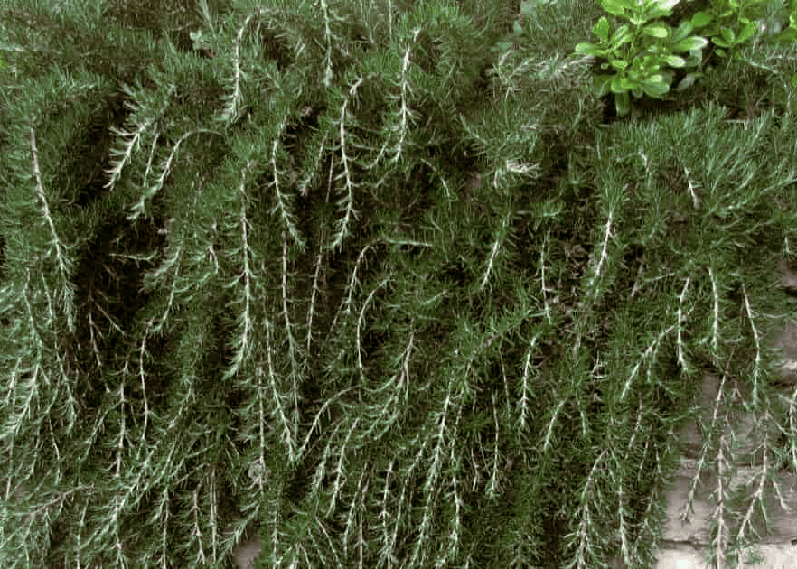 Rosemary 'Prostrate' – Native Gardeners