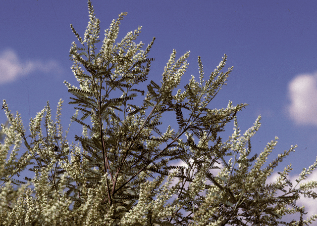 Texas Kidneywood – Native Gardeners