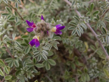 Trailing Indigo Bush – Native Gardeners