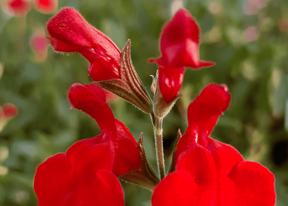 Salvia greggii 'Red' – Native Gardeners