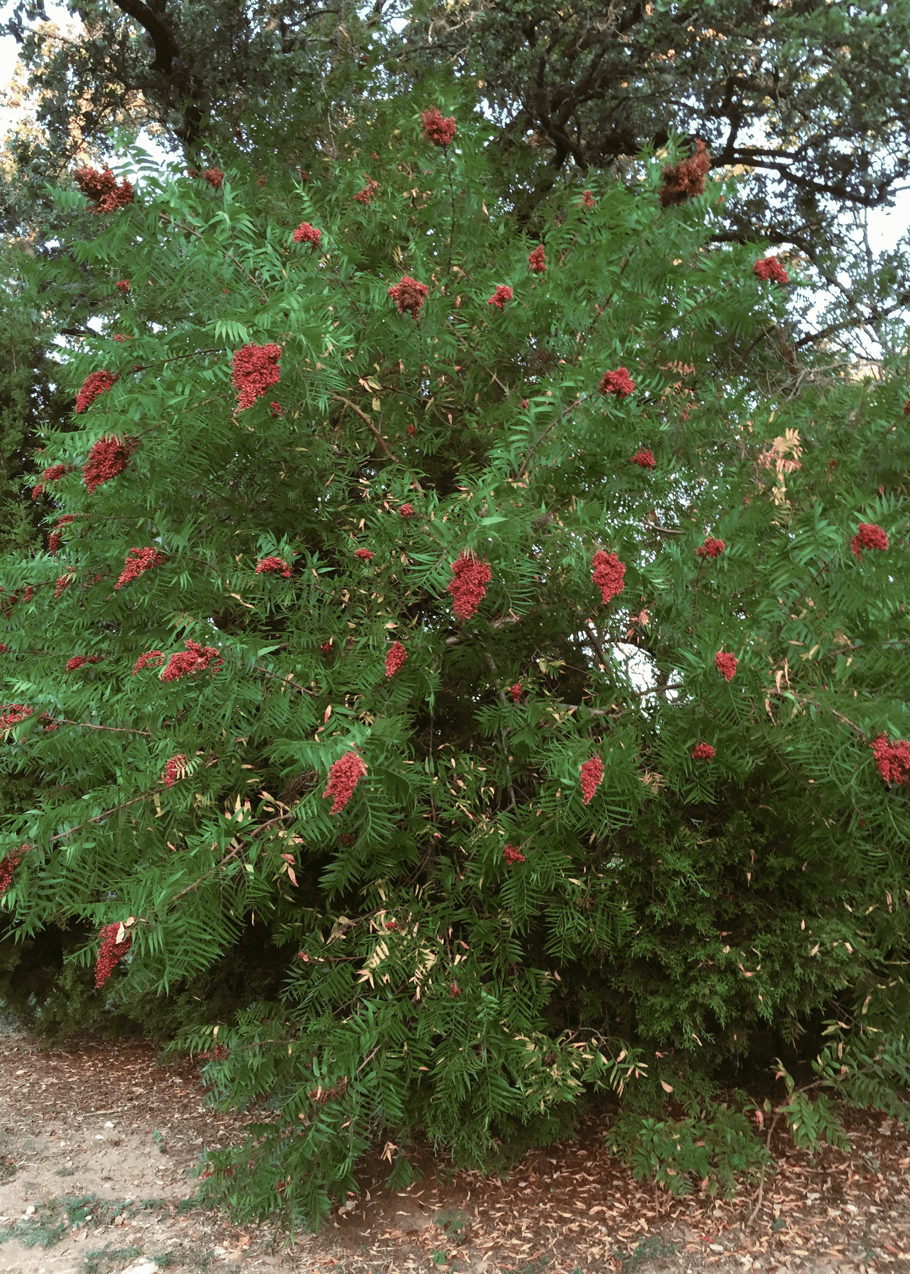 Prairie Flameleaf Sumac – Native Gardeners