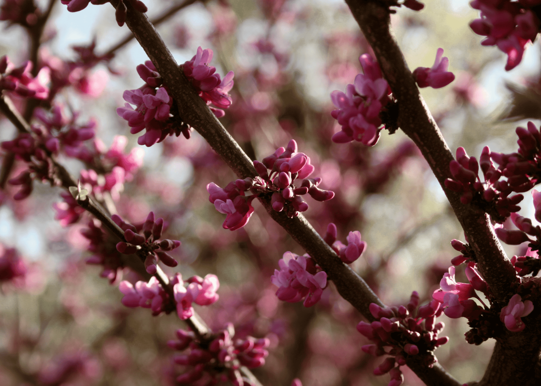 Texas Redbud – Native Gardeners