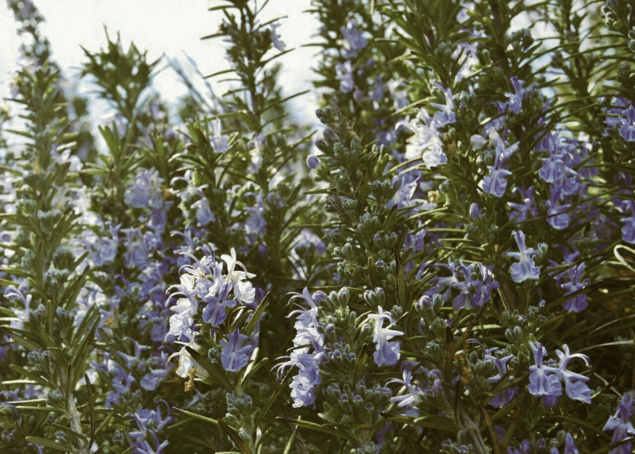 Rosemary – Native Gardeners