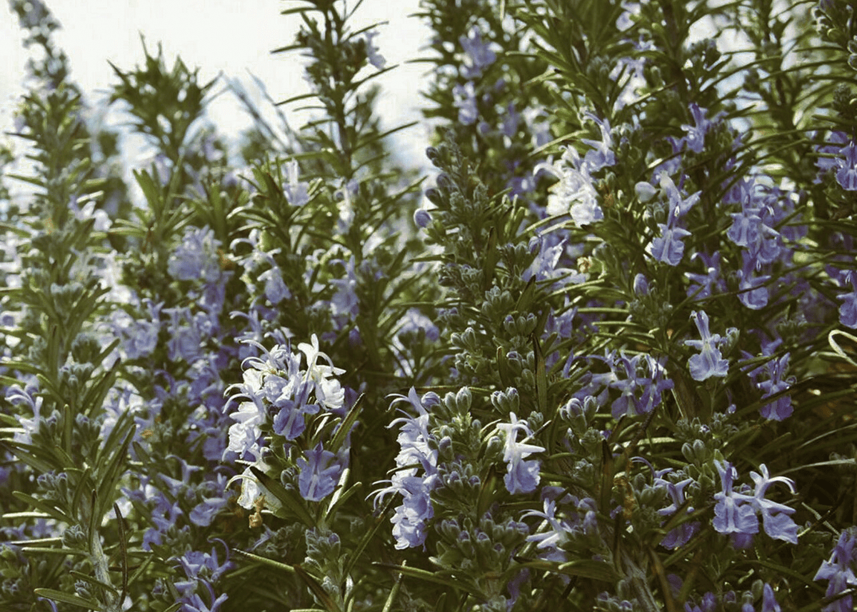 Rosemary 'Upright' – Native Gardeners