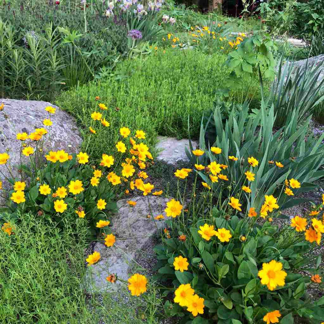 Coreopsis 'Nana' – Native Gardeners